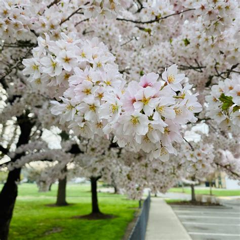 ဒီနေ့တော့ ဝါသနာပါတဲ့ ပန်းအိုးလေးထိုးရင်း လူ့ဘဝရဲ့ ဆုံစည်းခြင်းနဲ့ ခ