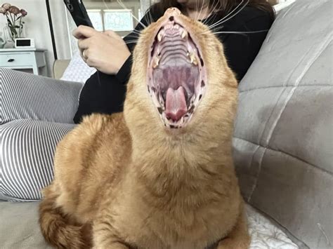 The Teensiest Of Teefies R Teefies