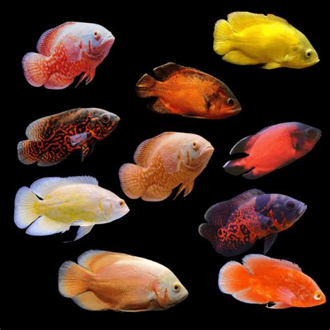 A1 Oscar Assorted 10 X Assorted High Grade Oscar Astronotus Ocellatus