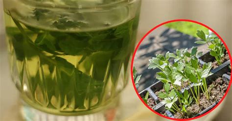 Libeček Lékařský A Jeho Nejzajímavější Přínosy Pro Lidské Zdraví