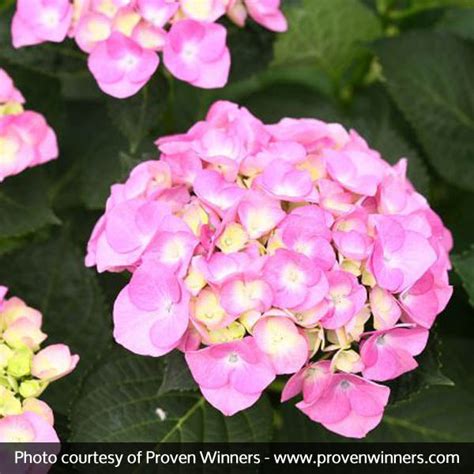 Cityline® Berlin Bigleaf Hydrangea