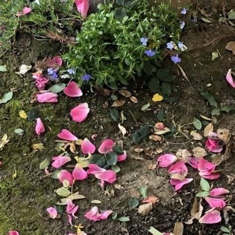 Stream Warui By 懐かしい Kira Listen Online For Free On Soundcloud