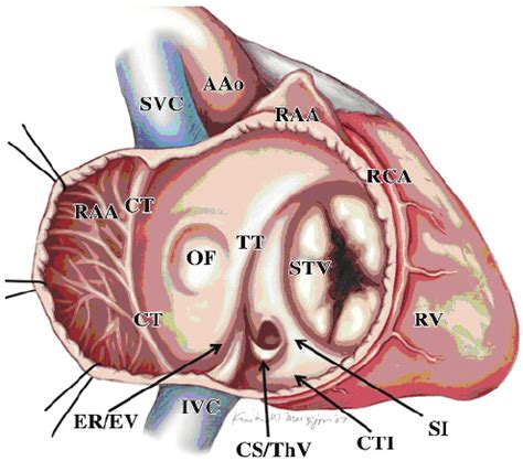 Eustachian Valve Anatomy 500x219