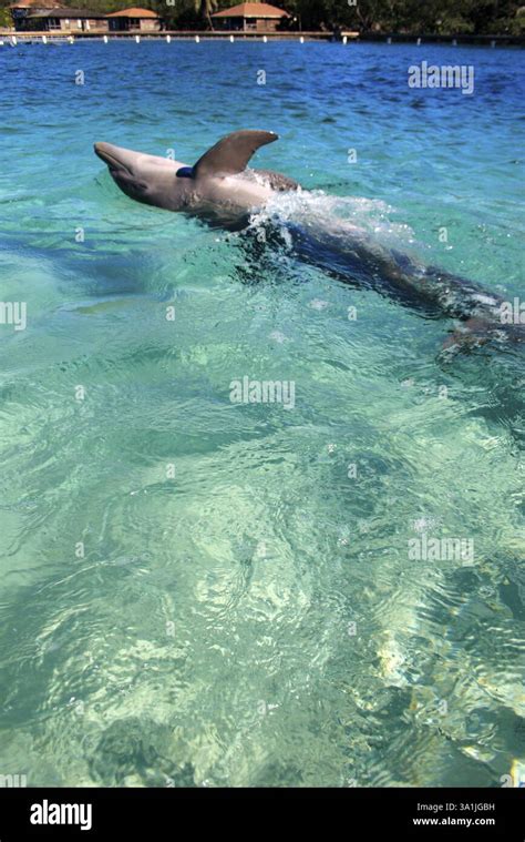 A Bottlenase Dolphin Binamial Name Tursiops Truncatus Scientific