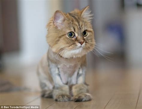 Cat That Looks Like A Lion