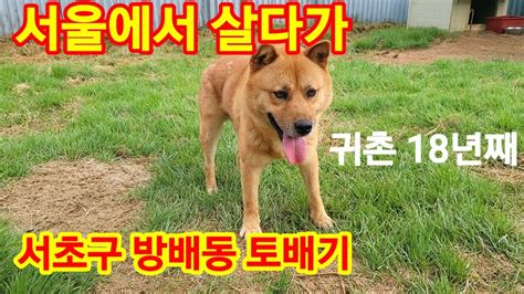 참깨 농사 大성공 입니다 Youtube