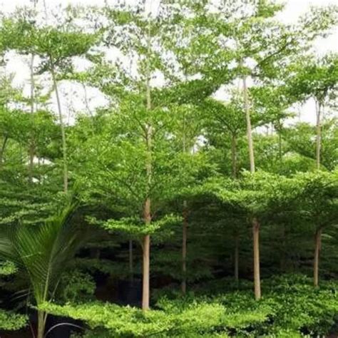 Terminalia Mantaly Green Madagascar Almond Plants Lalit Enterprise
