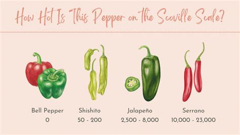 The Complete Guide To Growing Jalapeño Peppers In An Organic Kitchen