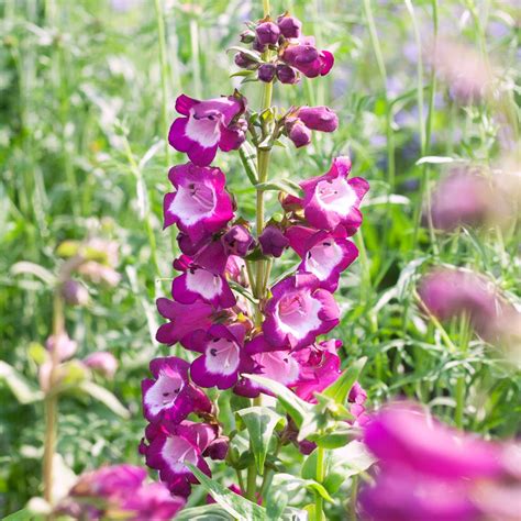 Penstemon Hartwegii Arabesque® Violet White Flower Farm