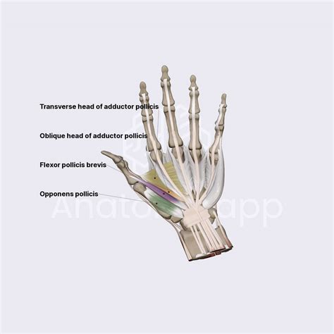 Lateral Group Of Hand Muscles Part 2 Anatomy App