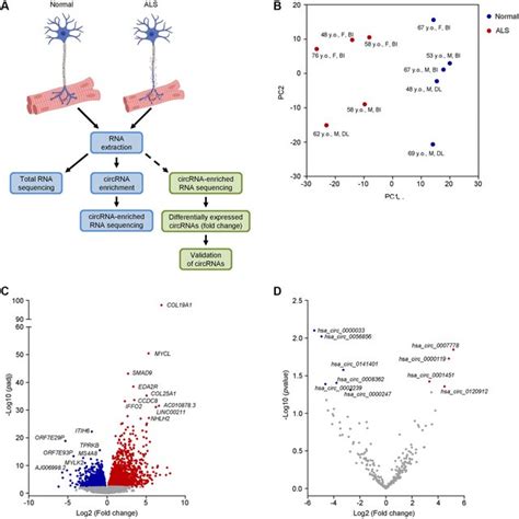 Transcriptomic Profiling And Differential Expression Of Linear And