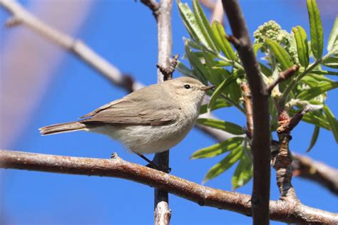 Пеночка теньковка 55 фото красивые фото и картинки Pofotoclub