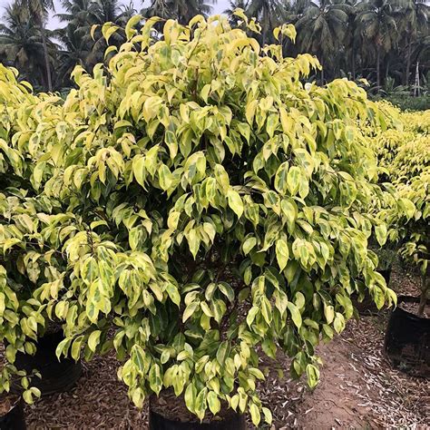 Ficus Reginald Wholesale Supplier
