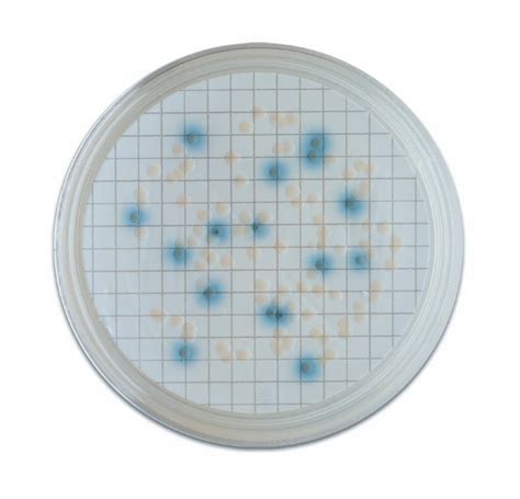 Bd Bbl™ Prepared Plated Chromogenic Media Mi Agar Fisher Scientific
