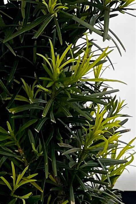 Buy Japanese Yew Cone Topiary Free Shipping Wilson Bros Gardens 7