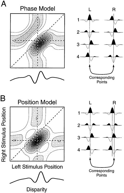 Two Possible Mechanisms Are Shown For Creating Complex Cells For All Download Scientific