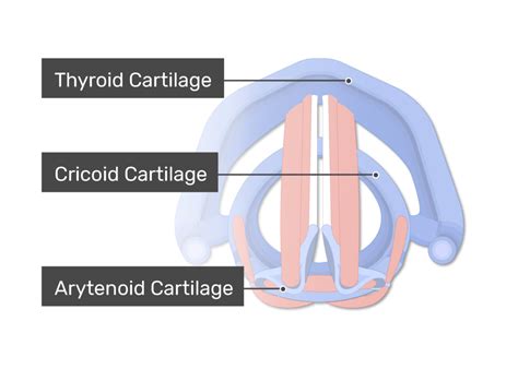 Arytenoid Cricoid Cartilage Posterior Cricoarytenoid Muscle