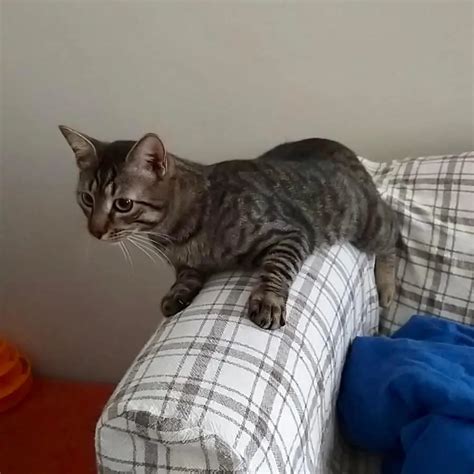 He Was Running Too Fast Scrolller