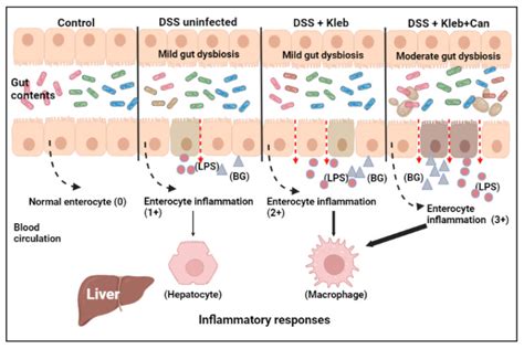 Candida Worsens Klebsiella Pneumoniae Induced Sepsis In A Mouse Model
