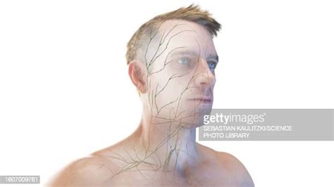 Lymphatic System Head Stock Fotos Und Bilder Getty Images