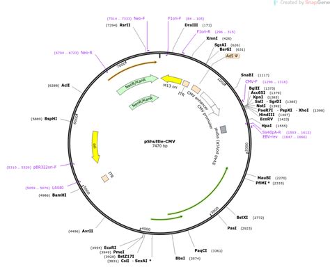 Addgene Pshuttle Cmv