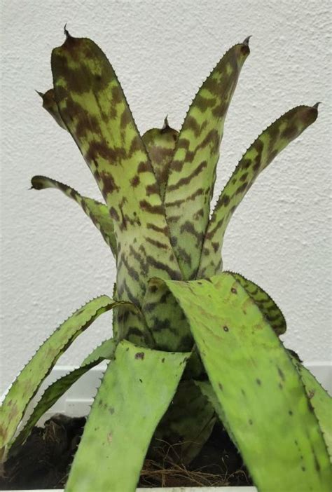 Bromeliad Aechmea Bert Lazada