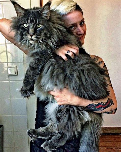 How Large Is A Maine Coon Cat At Stephen Tolman Blog