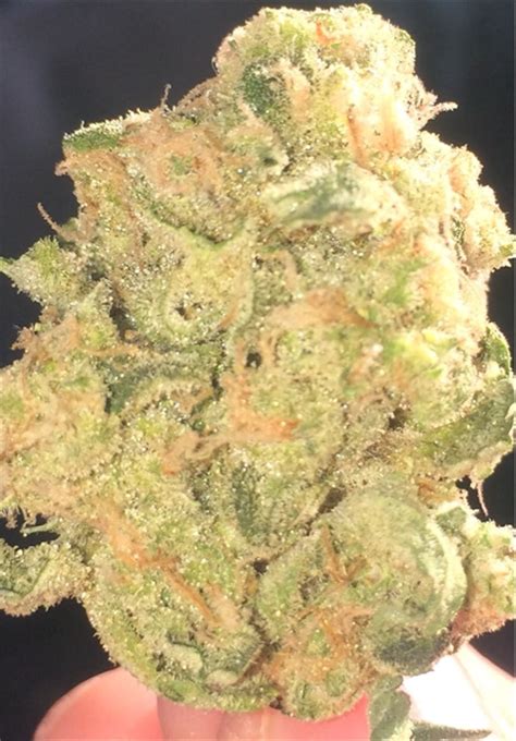 Photos Of Cabbage Patch Weed Strain Buds Leafly