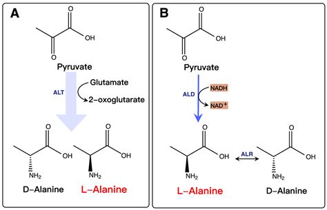 Metabolic Engineering Of Microorganisms To Produce Pyruvate And Derived