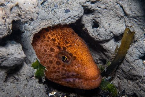 Juvenile Wolf Eels Ktuli Photography