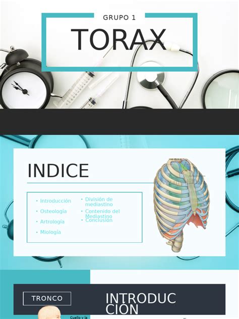 Anatomía Del Tórax Estructura Y Función Pdf Articulación La