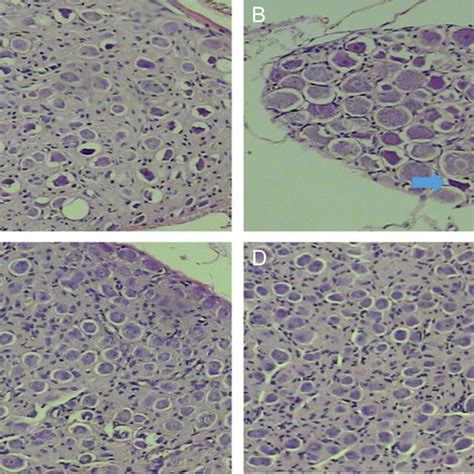 A D Hande Staining Of Spiral Ganglion Cross Section Of All Groups A