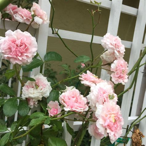 Pink Eclipse Rose South Florida Rose