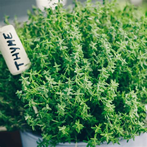 How To Grow Thyme Planting Growing And Harvesting Days Well Spent