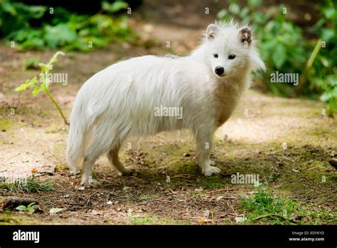 Albino Raccoon Dog