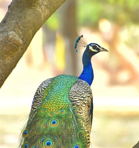 Premium Photo Close Up Of Peacock