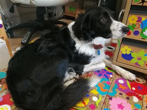 Quality Control Issue Hippy Motors