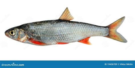 Gemeiner Dace Leuciscus Leuciscus Baicalensis Stockbild Bild Von