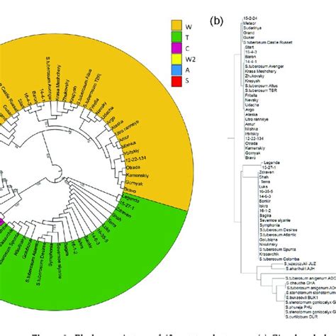 Phylogenetic Tree Of 63 Potato Plastomes A Circular Cladogram B