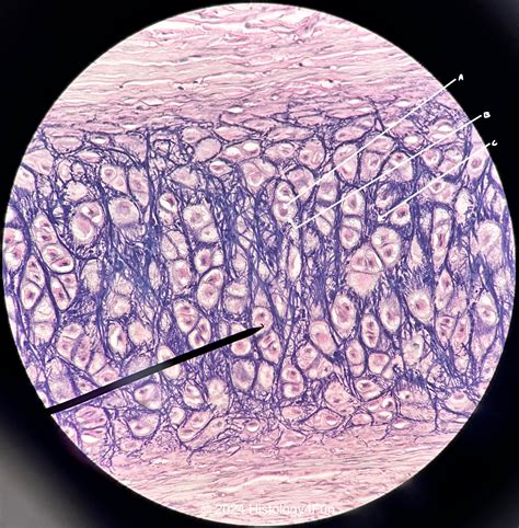 Histology4fun Connective Tissues Connective Tissue