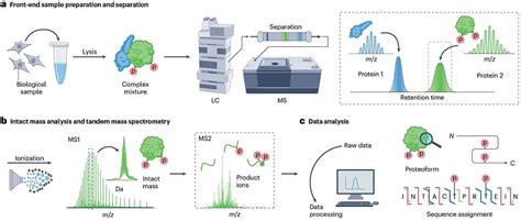 Top Down Vs Bottom Up Proteomics Unraveling The Secrets Of Protein Analysis Metwarebio
