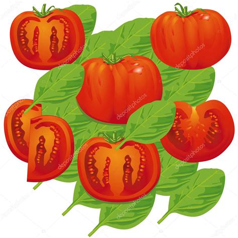 Tomato Basil Stock Vector Image By ©scusi0 9 11121434