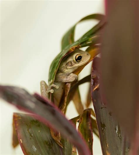 Premium Photo Close Up Of Lizard On Plant