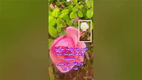 صباحكم ورد وفل وياسمين Youtube