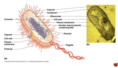 Cell Biology Flashcards Quizlet