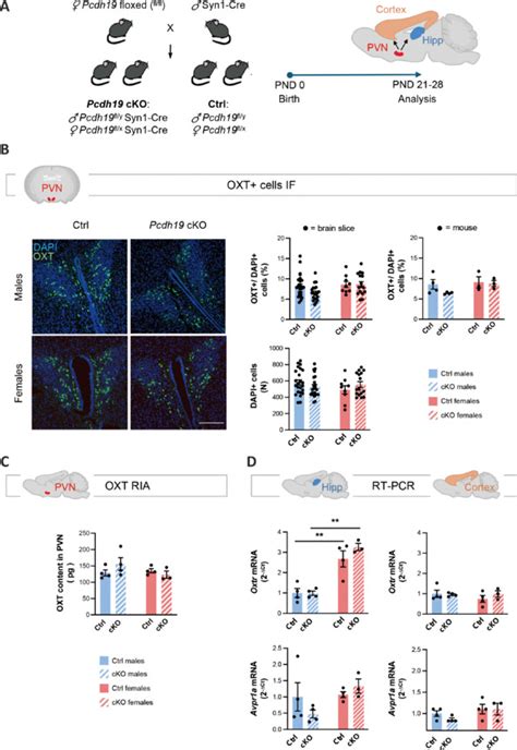 The Complex Role Of Protocadherin 19 In Brain Function A Focus On The