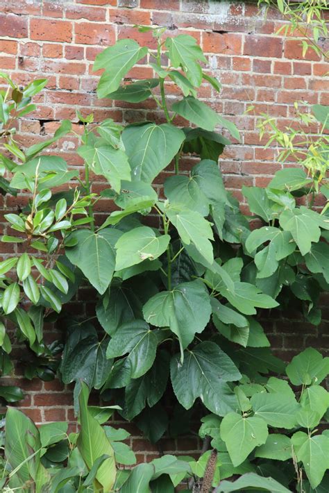 Ficus Carica ‘adam Pan Global Plants