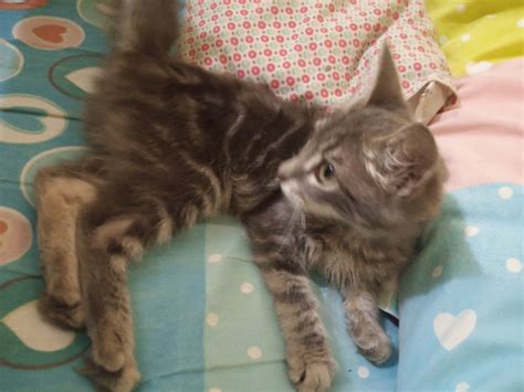 Una Linda Gatita 😍 Ryesmycat