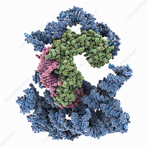 Group Ii Intron Retroelement Molecular Model Stock Image C0572678