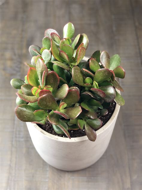 How To Take Care Of Jade Plant Plant Ideas